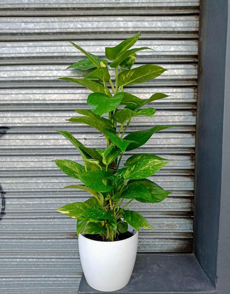 Potus Elegante - Díselo con Flores