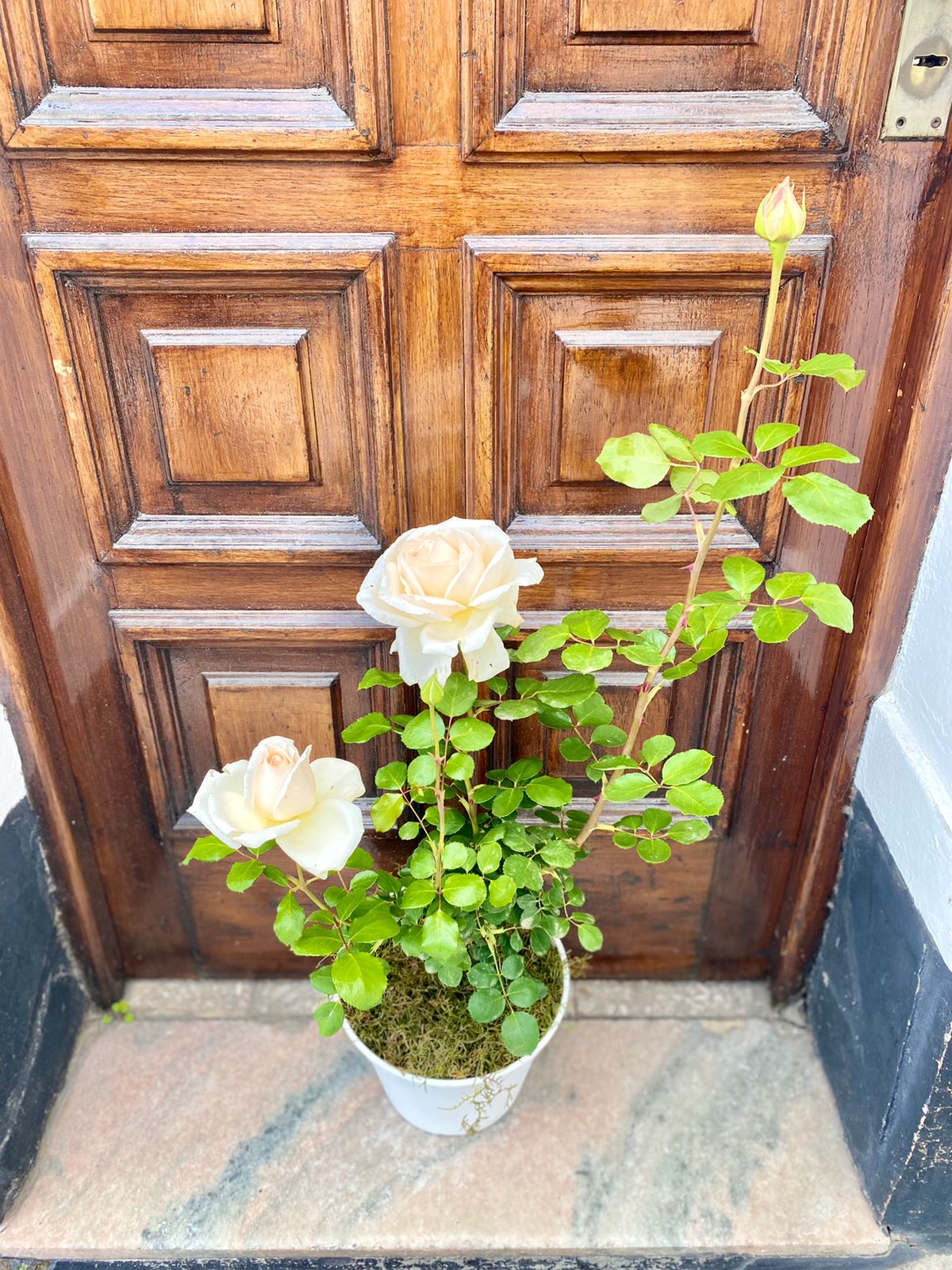 Rosal – Díselo con Flores